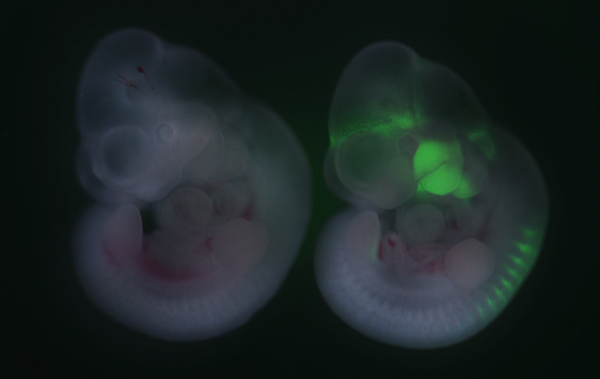 Pronuclear (DNA or CRISPR/Cas9 components) Microinjection – Laboratory ...