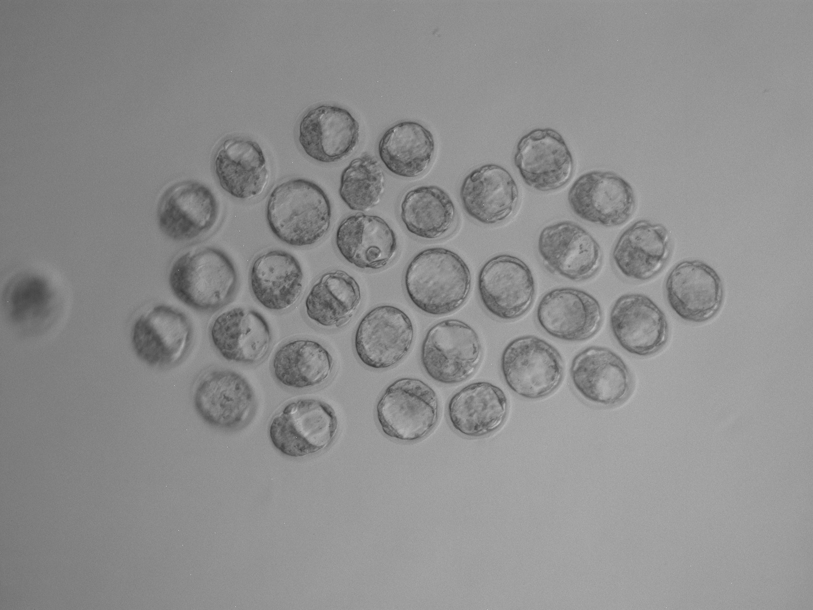 In vitro fertilization (IVF) – Laboratory Animal Facility (CWB)
