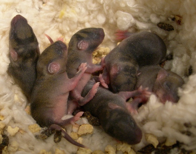 Morula-morula aggregation – Laboratory Animal Facility (CWB)