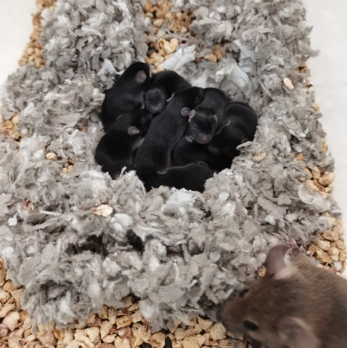 Mouse Line Revival from Cryopreservation – Laboratory Animal Facility (CWB)